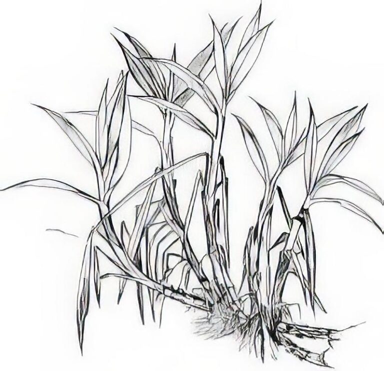 Pitpit – Edible grasses in Papua New Guinea - Bushguide 101