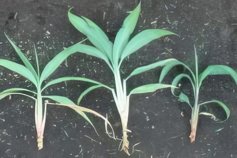 Pitpit – Edible grasses in Papua New Guinea - Bushguide 101