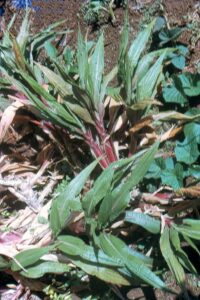 Pitpit – Edible grasses in Papua New Guinea - Bushguide 101