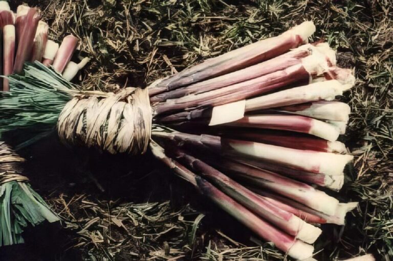 Pitpit – Edible grasses in Papua New Guinea - Bushguide 101