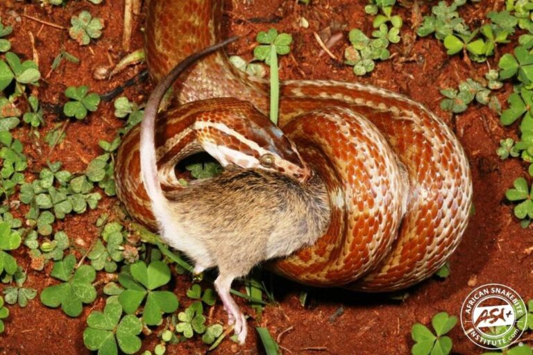 Snake Teeth and Fangs - Bushguide 101