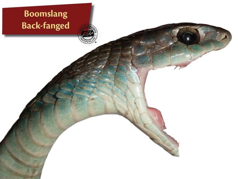 Snake Teeth and Fangs - Bushguide 101