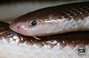 Snake Teeth and Fangs - Bushguide 101