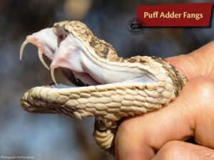Snake Teeth and Fangs - Bushguide 101