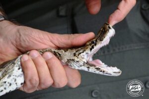 Snake Teeth and Fangs - Bushguide 101