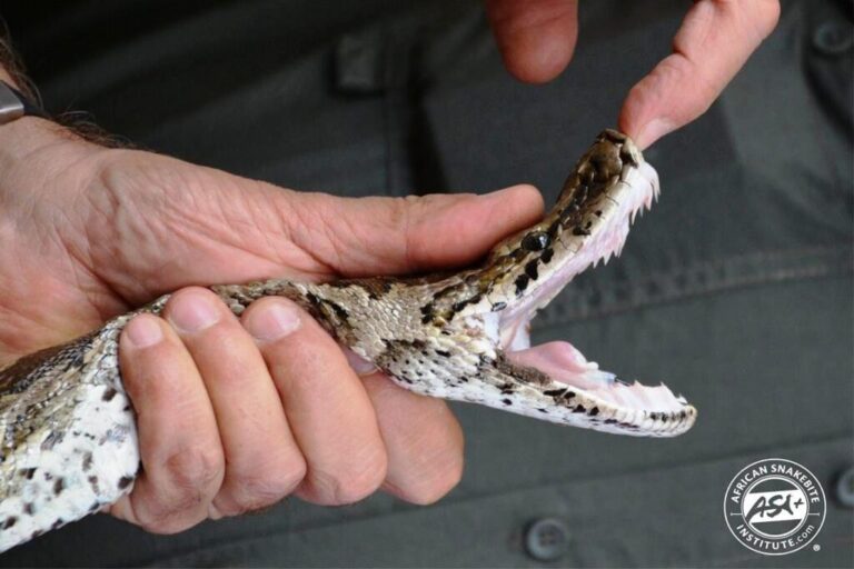 Snake Teeth and Fangs - Bushguide 101