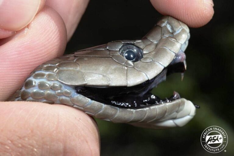 Snake Teeth and Fangs - Bushguide 101