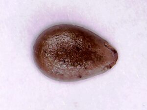 Use of Tsamma melons in Namibia - Bushguide 101