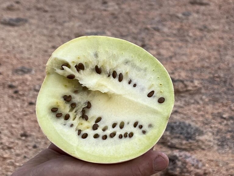 Use of Tsamma melons in Namibia - Bushguide 101