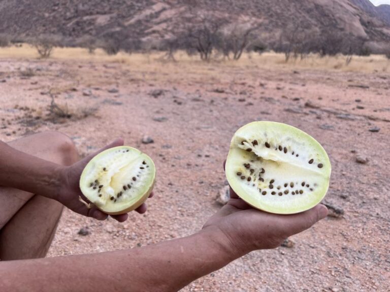 Use of Tsamma melons in Namibia - Bushguide 101