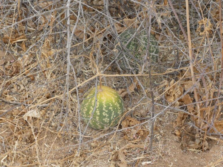 Use of Tsamma melons in Namibia - Bushguide 101