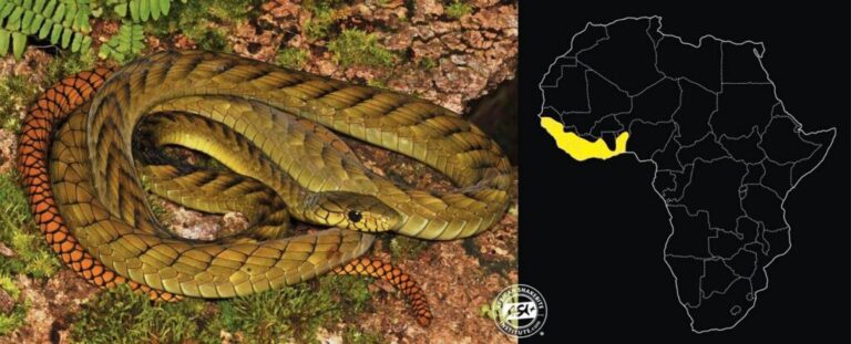 Mambas of Africa - Bushguide 101