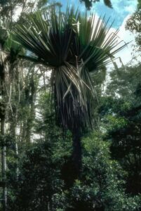 Wild Karuka and another pandanus fruit species - Bushguide 101