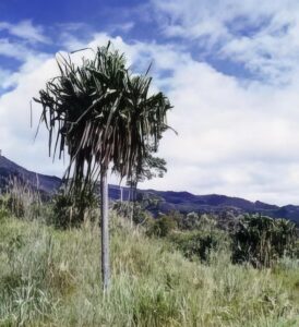 Wild Karuka and another pandanus fruit species - Bushguide 101