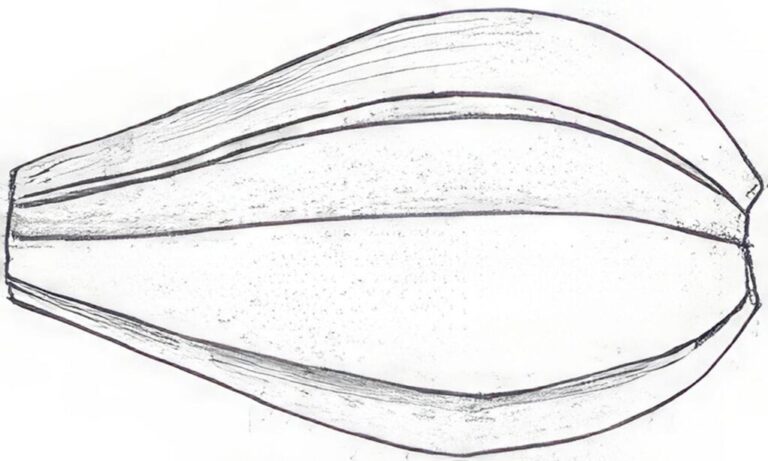 Wild Karuka and another pandanus fruit species - Bushguide 101