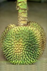 Wild Karuka and another pandanus fruit species - Bushguide 101
