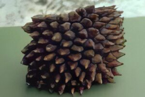 Wild Karuka and another pandanus fruit species - Bushguide 101
