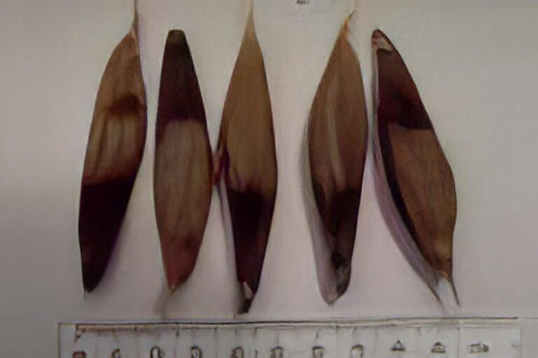 Wild Karuka and another pandanus fruit species - Bushguide 101