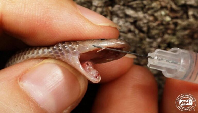 Holiday time and snakes - Bushguide 101