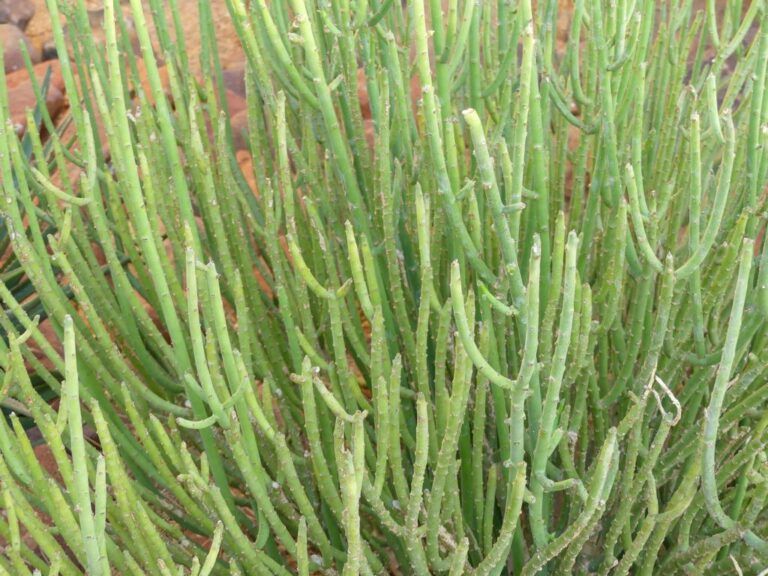 African milkbush causes painful blistering and inflammation - Bushguide 101