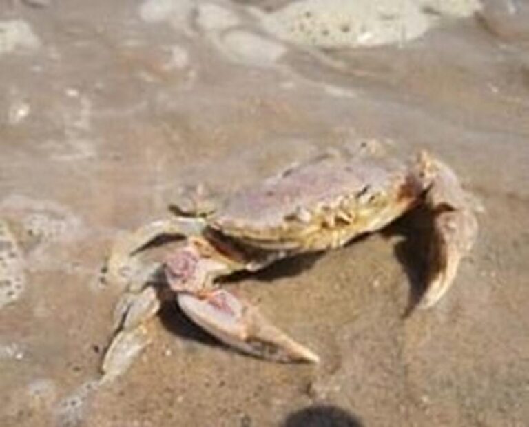 Three-spot swimming crabs on surf-beaten sandy beaches - Bushguide 101