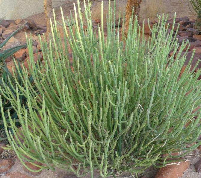 African milkbush causes painful blistering and inflammation - Bushguide 101