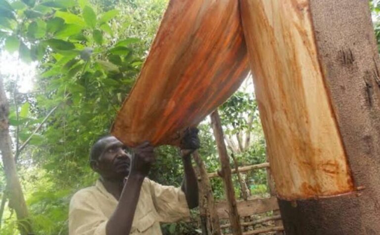 Batwa pygmies traditional fire lighting method - Bushguide 101