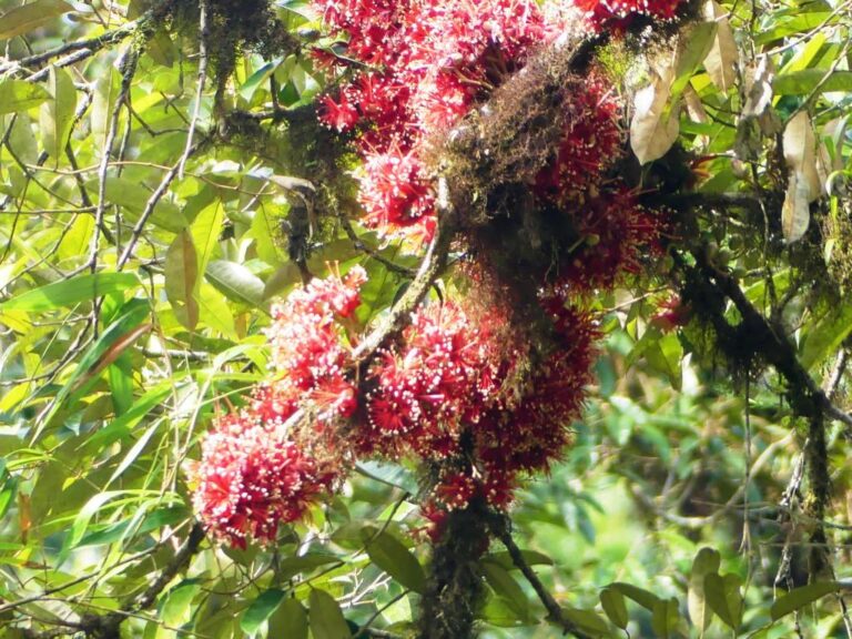 Flying fox hunting - Bushguide 101