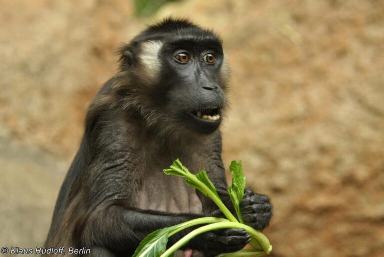 Hunting methods of Mentawai people - Bushguide 101