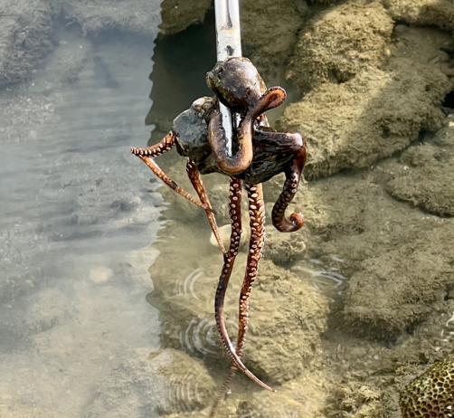 Catching Octopuses by Sea-Gypsies - Bushguide 101