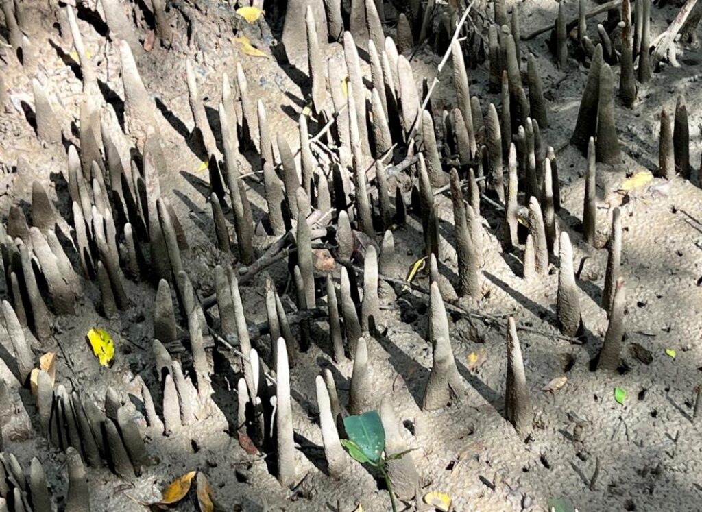 Mangrove apples at the Mekong Delta - Bushguide 101