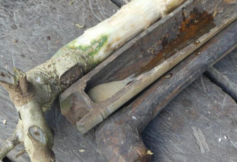 Mentawai arrow poison - Bushguide 101