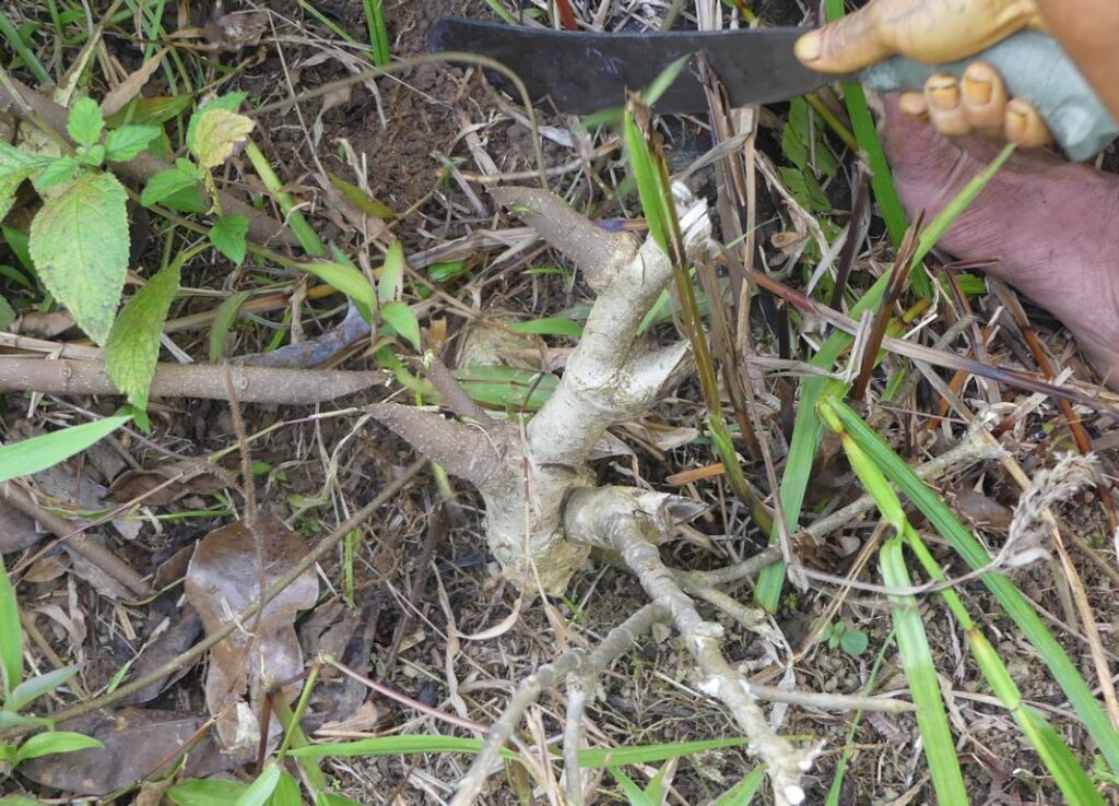 Mentawai arrow poison - Bushguide 101