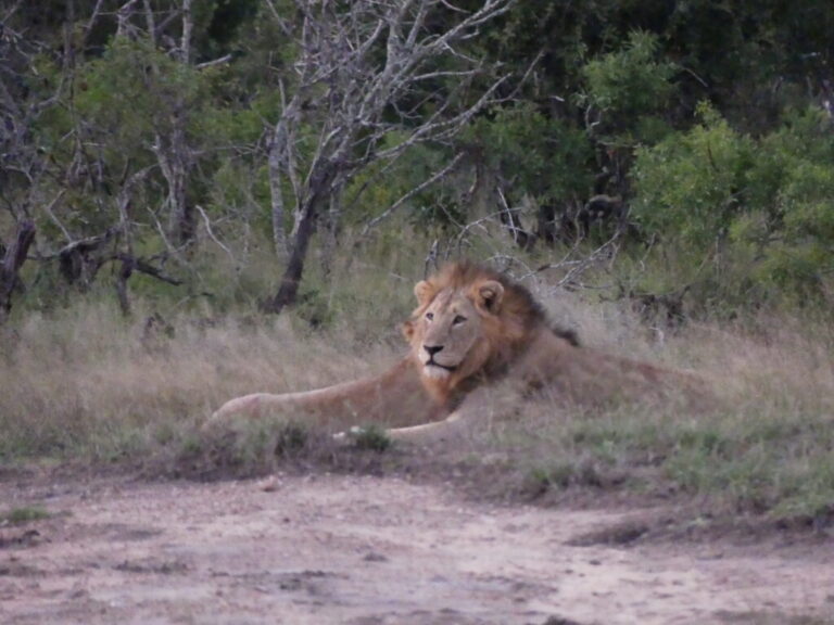 Lion behavior - so different by day and night - Bushguide 101