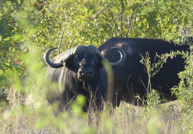 African Buffalo Attacks: How to Avoid the "Black Death" in the Bush ...