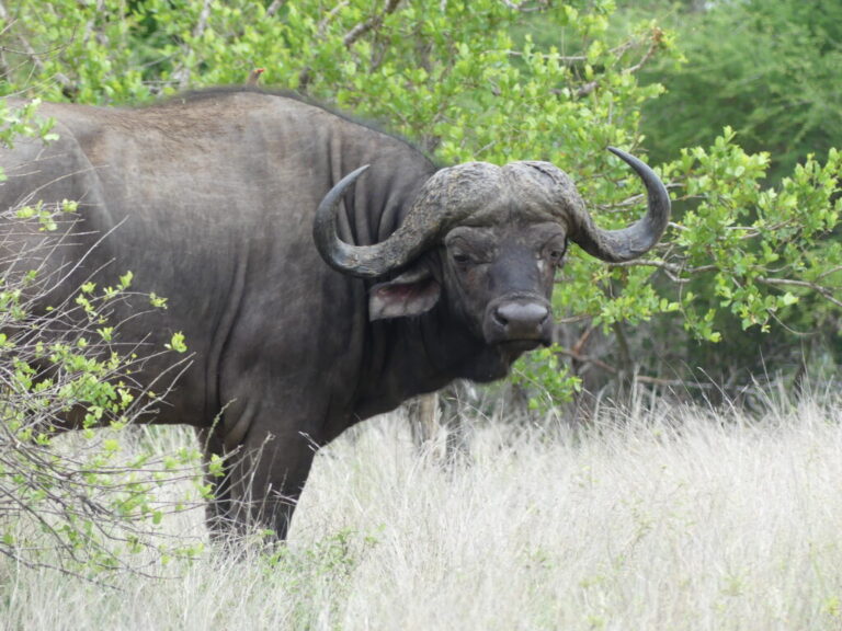 African Buffalo Attacks: How to Avoid the "Black Death" in the Bush ...
