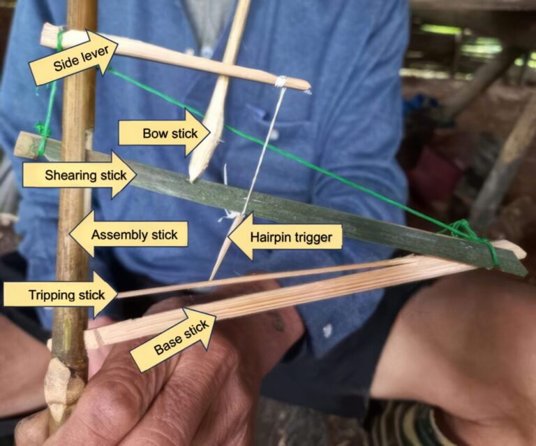 Bow Traps of Thái Đen tribals in Vietnam - Bushguide 101