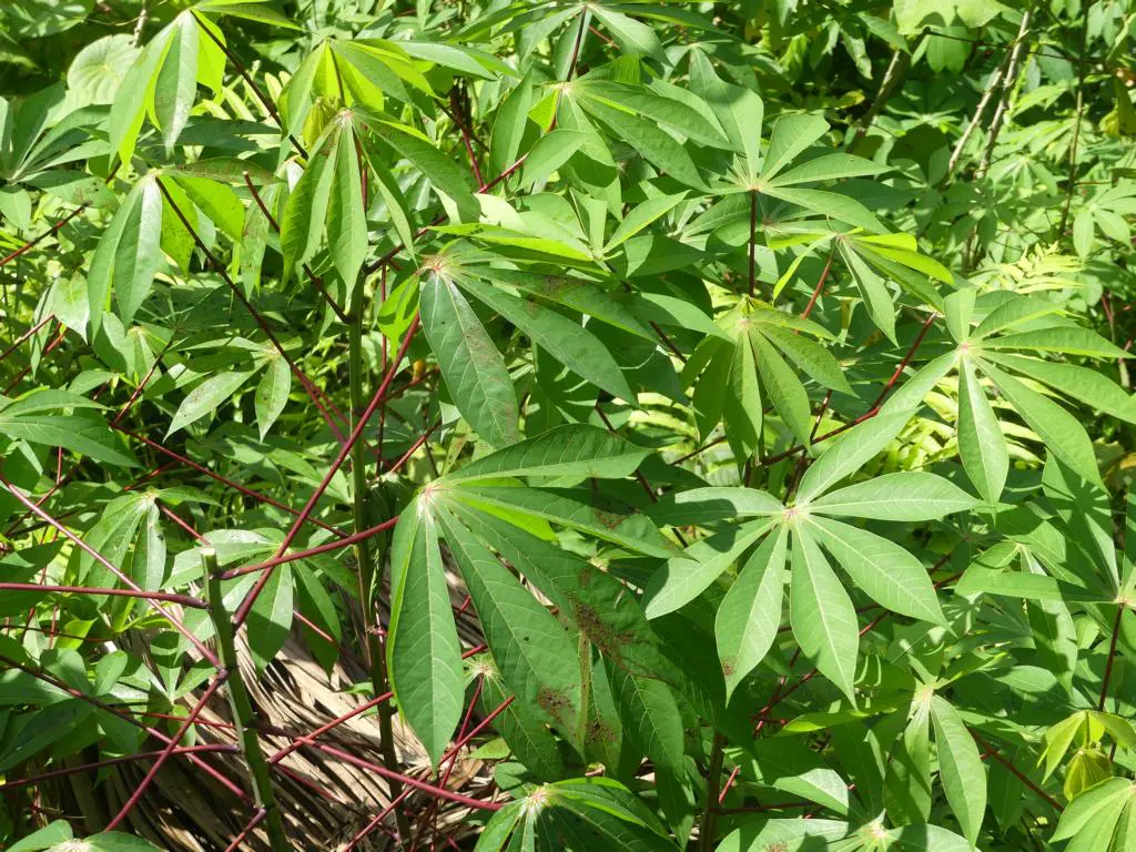 Cassava Plant Leaves 🌱 New Plant Spotlight: Tapioca! 🌱 No