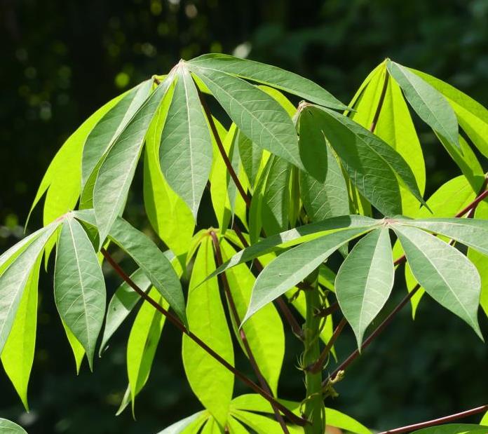 Cassava Leaves