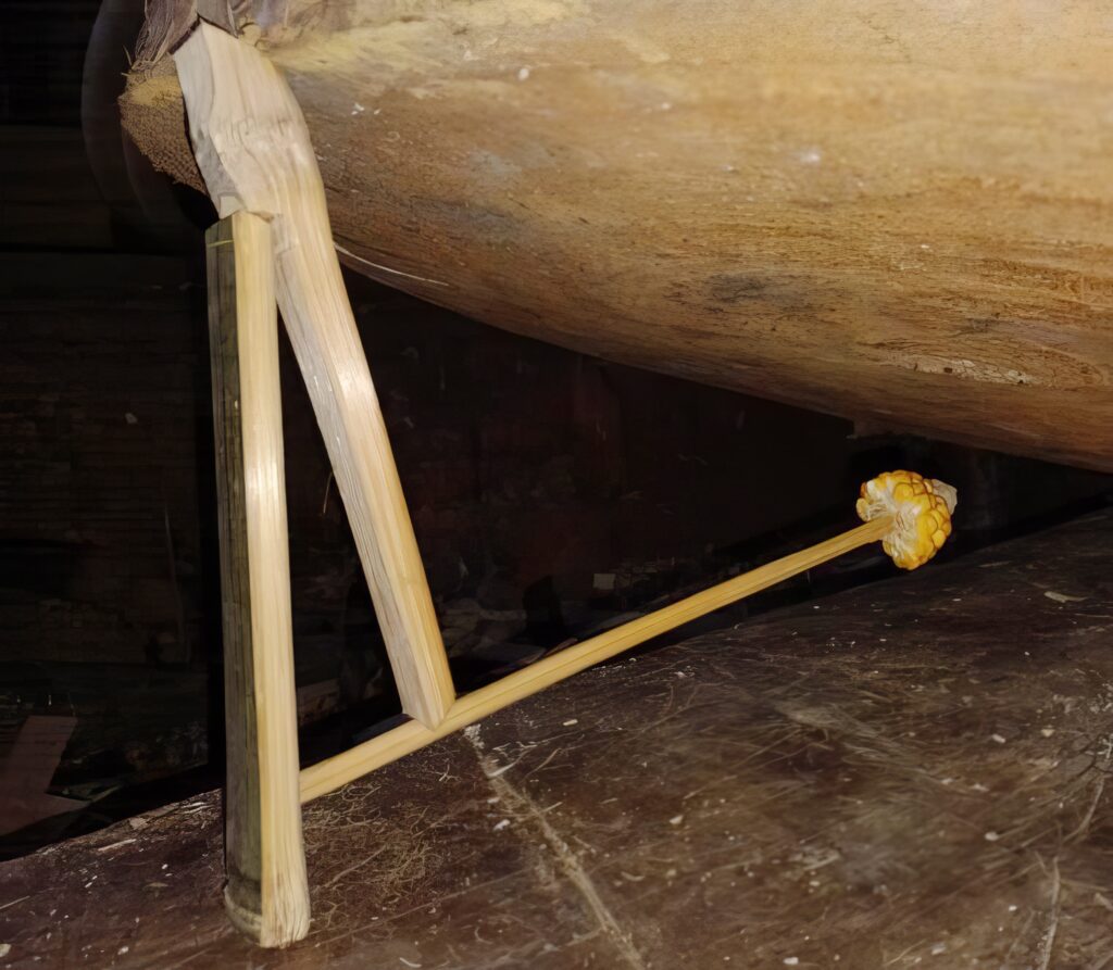 Deadfall Traps of Thái Đen tribals in Vietnam - Bushguide 101