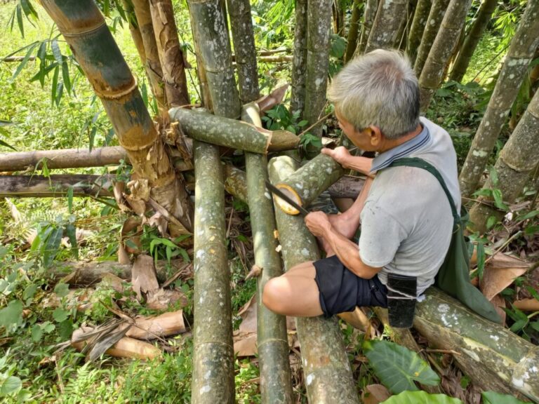 Deadfall Traps of Thái Đen tribals in Vietnam - Bushguide 101
