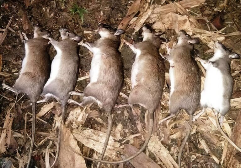 Deadfall Traps of Thái Đen tribals in Vietnam - Bushguide 101