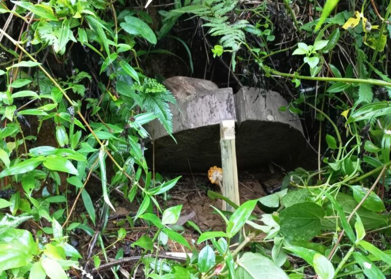 Deadfall Traps of Thái Đen tribals in Vietnam - Bushguide 101