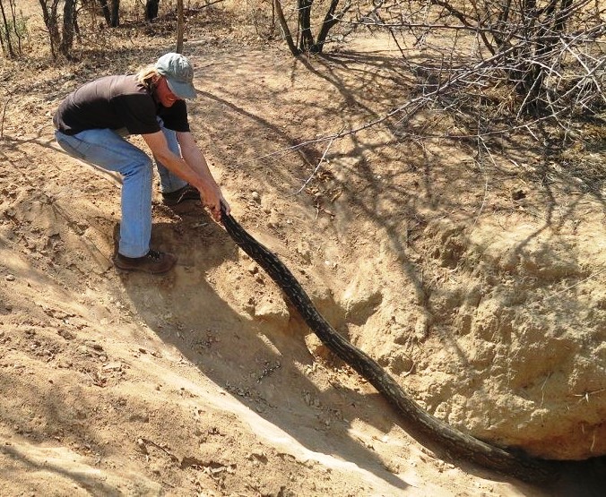 Giant snakes - Bushguide 101