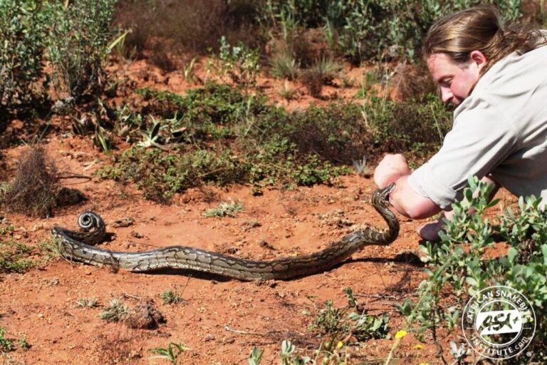 Giant snakes - Bushguide 101