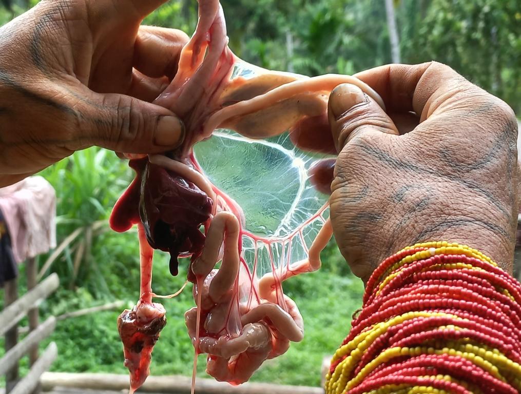 Chicken as food by Mentawais - Bushguide 101