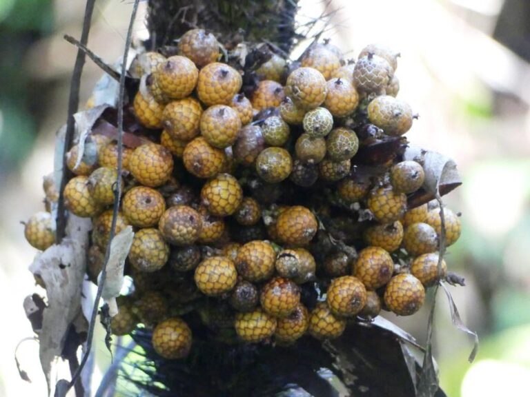 Rattan fruits in Siberut jungles - Bushguide 101