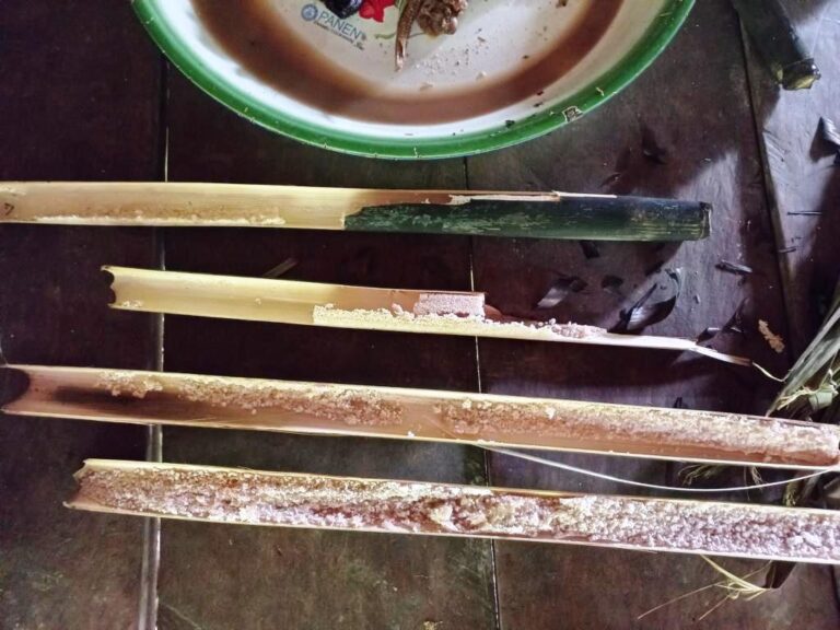 Roasted Sago sticks on Siberut Island - Bushguide 101