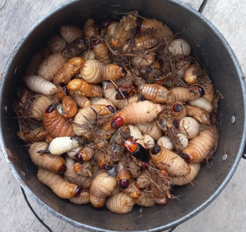 Sago worms of an unidentified species at Siberut Island - Bushguide 101
