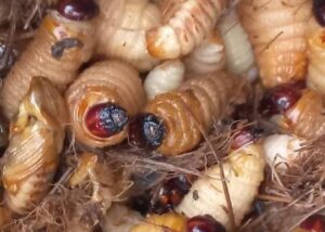 Sago worms of an unidentified species at Siberut Island - Bushguide 101
